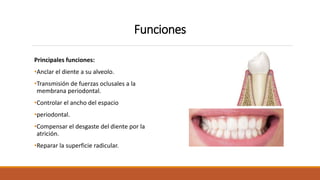 CEMENTO RADICULAR | PPTX