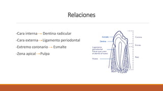 CEMENTO RADICULAR | PPTX