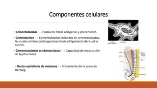 CEMENTO RADICULAR | PPTX