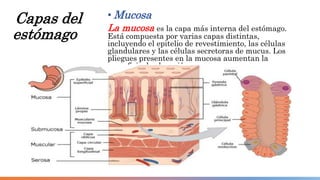 exposición de fisiología 2 estructura del estomago.pptx