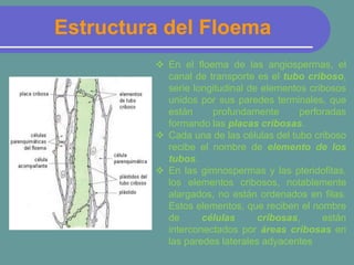 Transporte a travez del Floema | PPTX