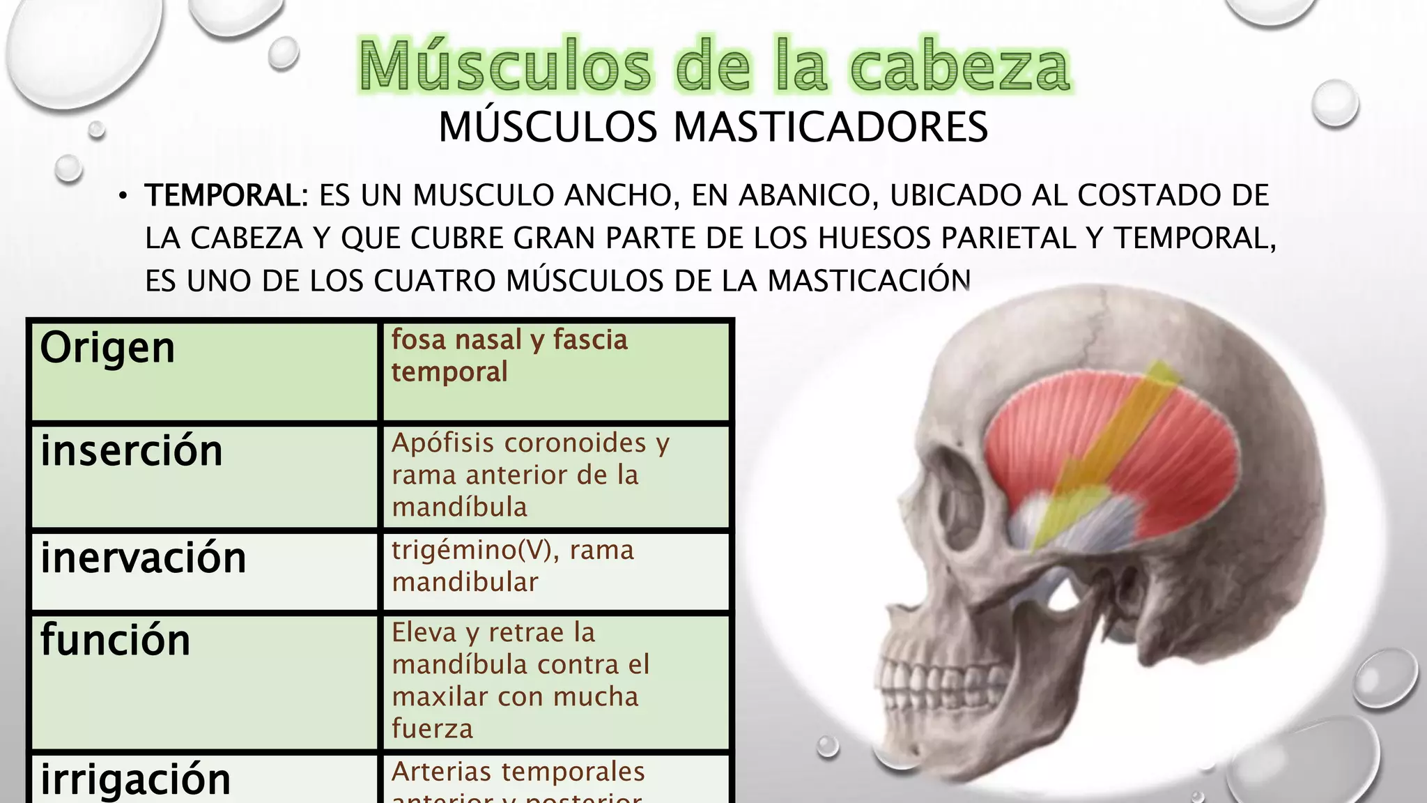 Origen, inserción, inervación, función, irrigacion. Músculos de Cabeza ...