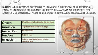 Origen, inserción, inervación, función, irrigacion. Músculos de Cabeza ...