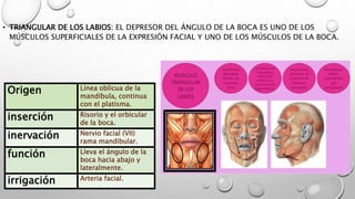 Origen, inserción, inervación, función, irrigacion. Músculos de Cabeza ...