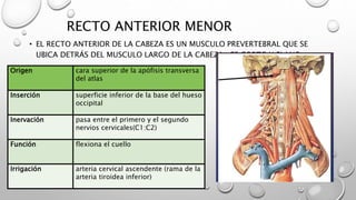 Origen, inserción, inervación, función, irrigacion. Músculos de Cabeza ...