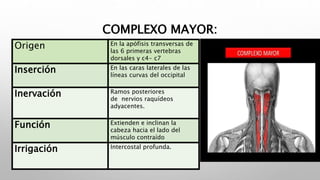 Origen, inserción, inervación, función, irrigacion. Músculos de Cabeza ...