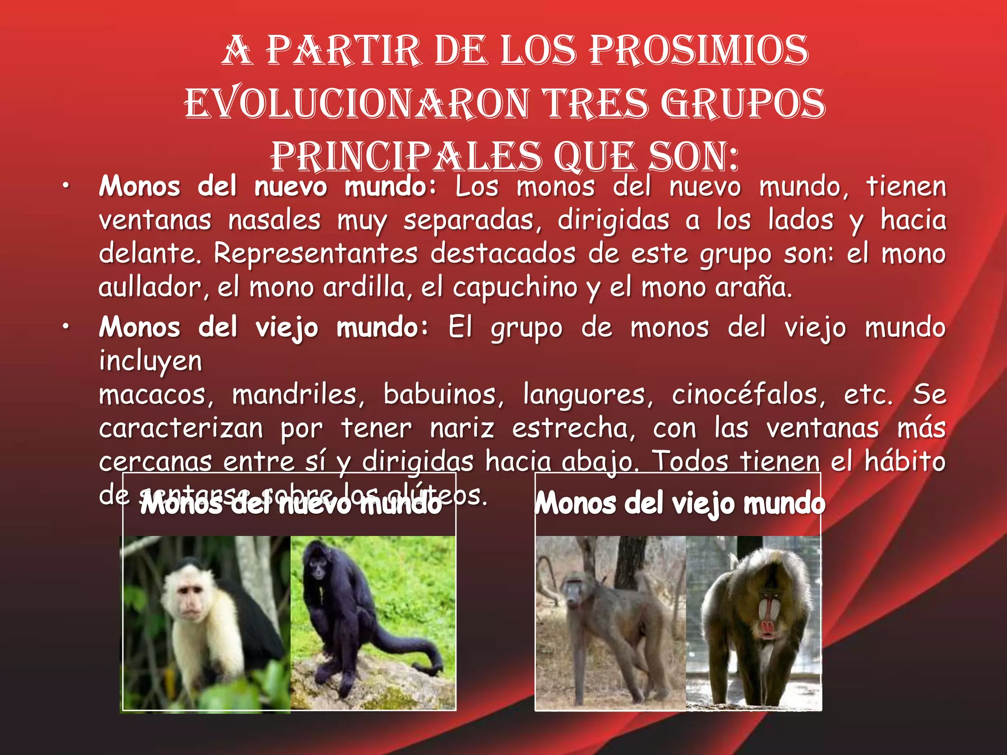 Evolución de los primates y hominidos | PPTX | Geography | Science