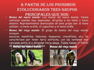 Evolución de los primates y hominidos | PPTX
