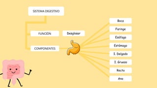 Sistema Digestivo intreoducción de sus mecaniscos fisiologicos.pptx