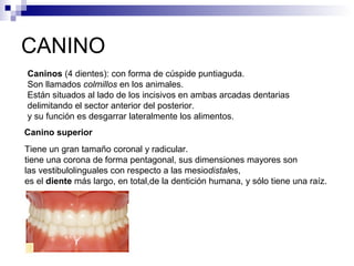 anatomia año 2009 | PPT