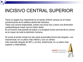 anatomia año 2009 | PPT