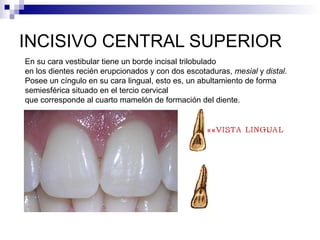anatomia año 2009 | PPT