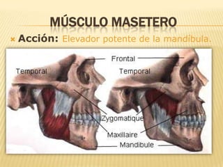 Expocision de anatomia musculos masticadores (2) | PPTX
