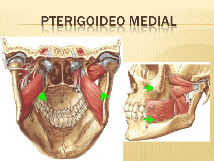Expocision de anatomia musculos masticadores (2)