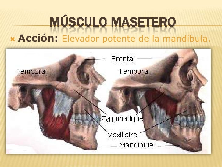 Expocision de anatomia musculos masticadores (2)