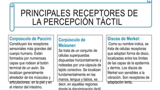Expocision del tacto | PPTX