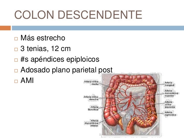 Exposiciión de colon