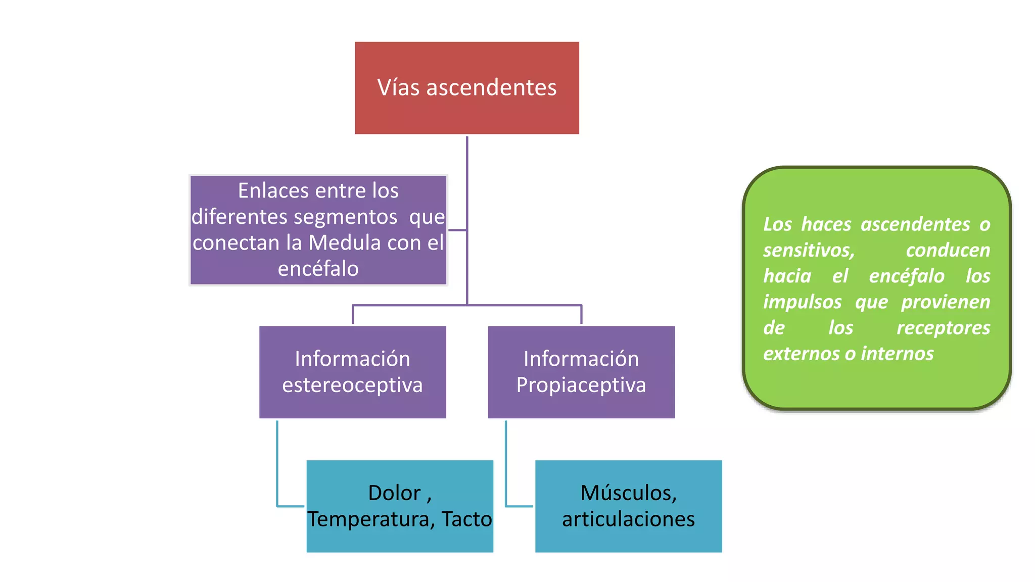 Vías ascendentes, descendentes, y funciones motoras y reflejos de la ...