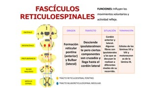 Vías ascendentes, descendentes, y funciones motoras y reflejos de la ...