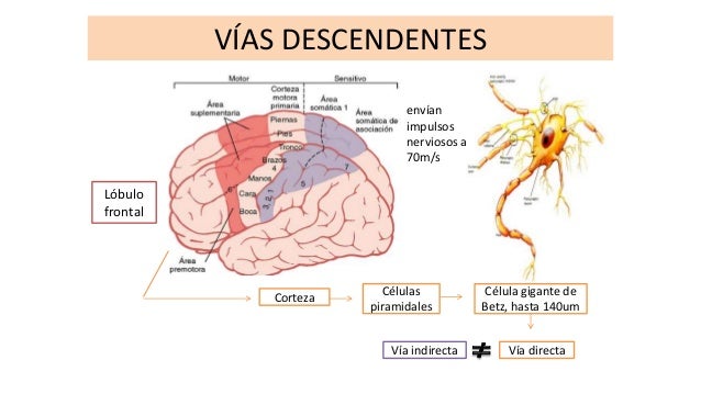Vías ascendentes, descendentes, y funciones motoras y reflejos de la