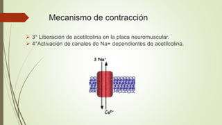 Contracción y relajación muscular (esquelético, cardíaco y liso) | PPTX
