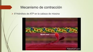Contracción y relajación muscular (esquelético, cardíaco y liso) | PPTX