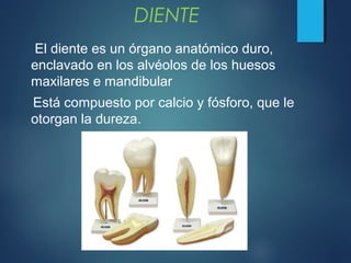 PARTES DEL DIENTE . L.D.R.C | PPT