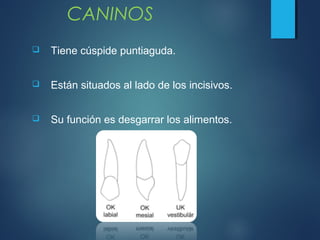 DIAPOSITIVA DE PARTES DEL DIENTE L.D.R.C | PPT
