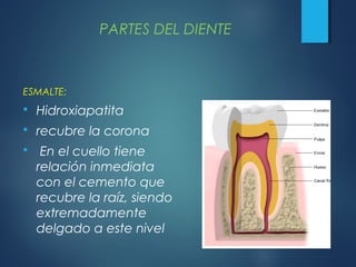 DIAPOSITIVA DE PARTES DEL DIENTE L.D.R.C | PPT