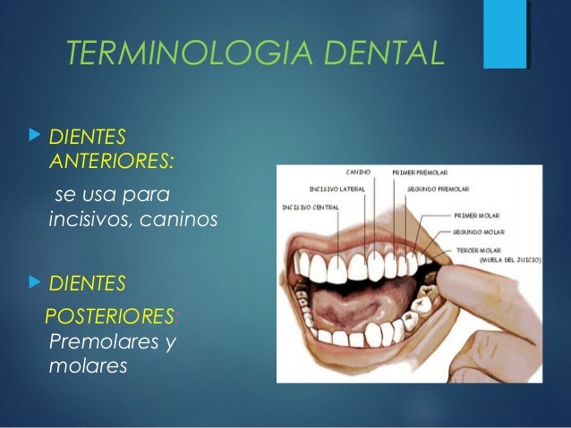 DIAPOSITIVA DE PARTES DEL DIENTE L.D.R.C