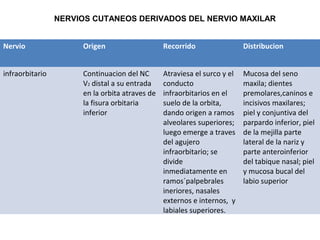 Nervios, Arteria y venas de cara y cuero cabelludo | PPT