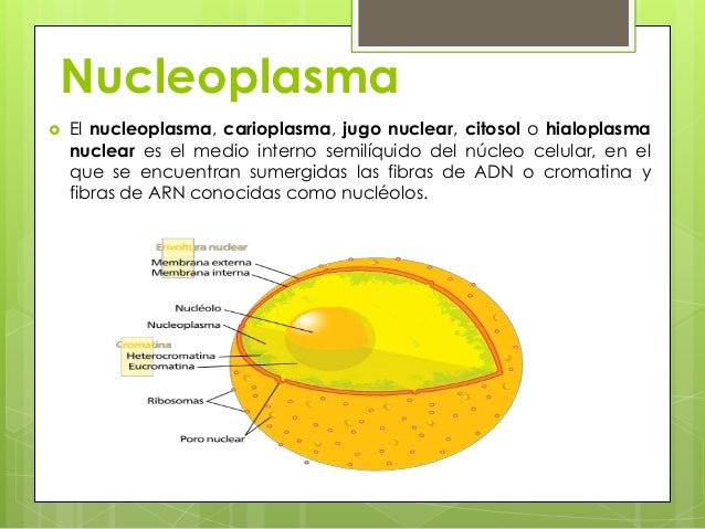 Nucleoplasma Funcion