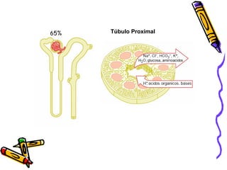 PARTE 5 TUBULOS RENALES TRUJILLO PERU UPAO | PPT