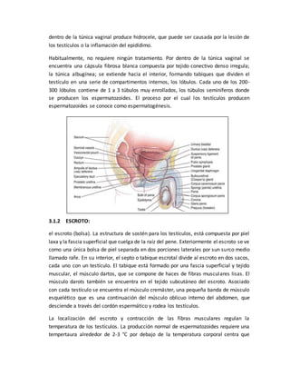informe sobre el aparato reproductor masculino | DOCX