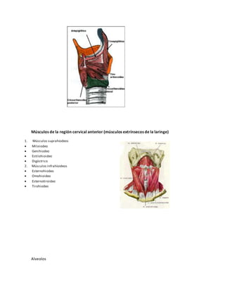 Músculos Extrínsecos De La Laringe
