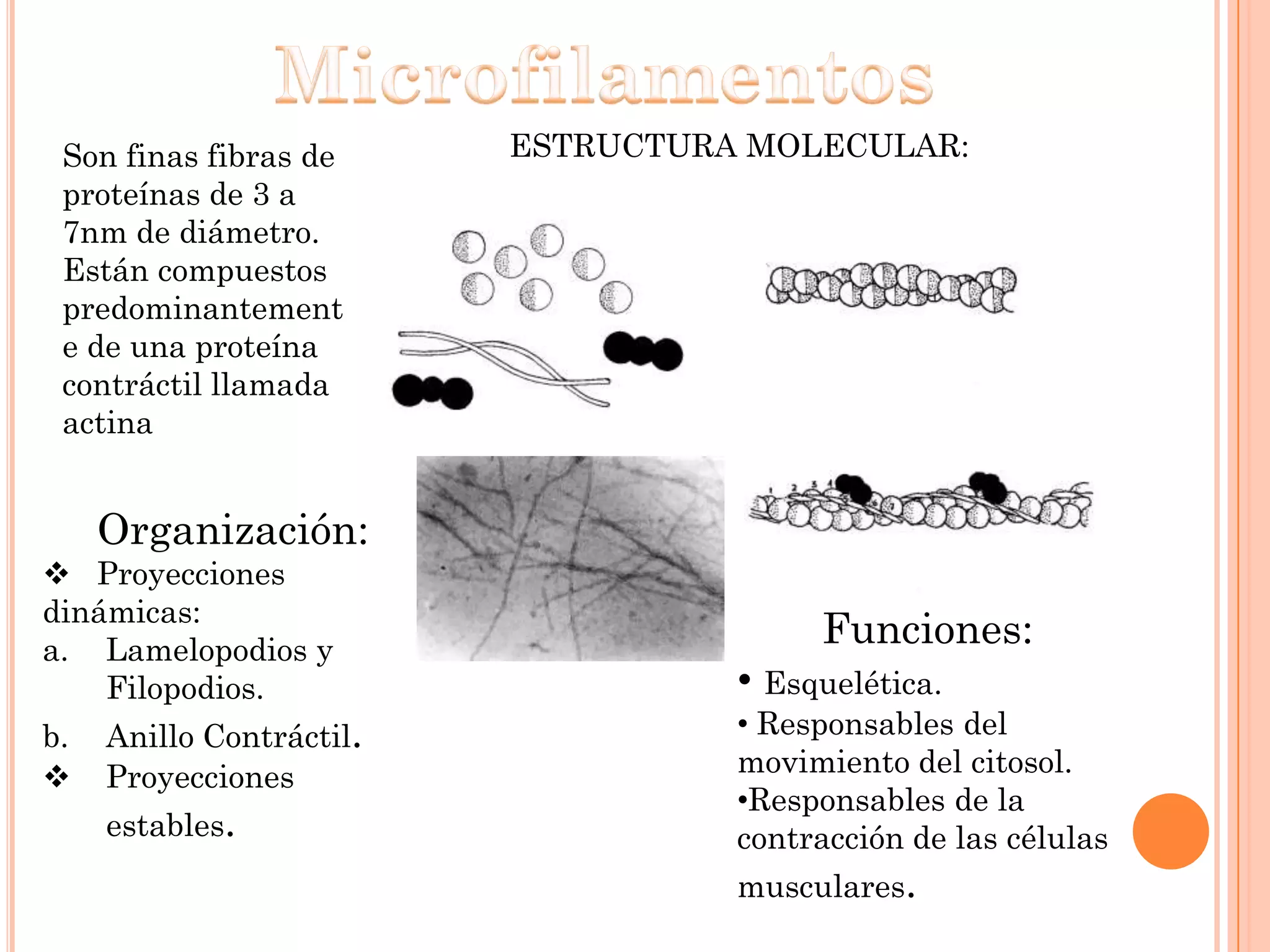 Expo de morfo microtubulos | PPT