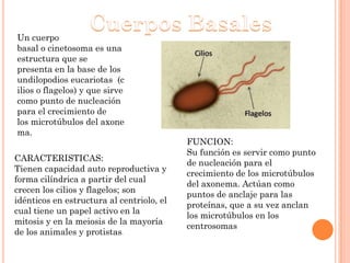 Expo de morfo microtubulos | PPTX