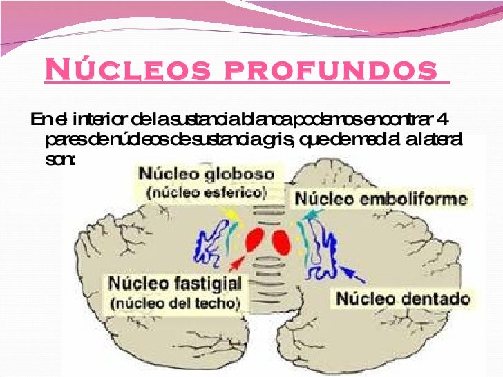 AMIGOS PARA SIEMPRE: APUNTES DE ANATOMÍA