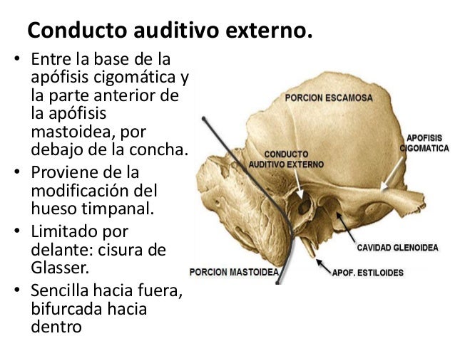 osteologia - Mind42