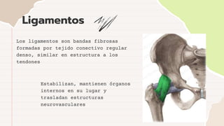 expo de traumatologia fisiologia de huesos, articulaciones, tendones ...