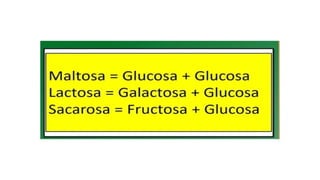 sistema digestivo, anatomia humana salud publica | PPTX