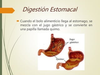 sistema digestivo | PPTX