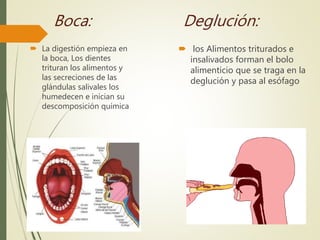 sistema digestivo | PPTX
