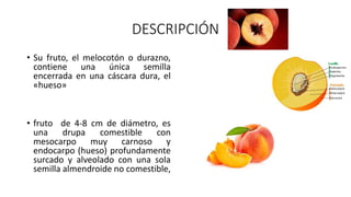 Descripcion cientifica del Durazno | PPTX