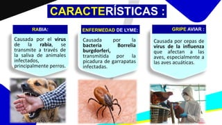 ENFERMEDADES ZOONOTICAS EPIDEMIOLOGIA ENFERMERIA | PDF