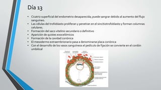 SEGUNDA SEMANA DE DESARROLLO EMBRIONARIO | PPTX