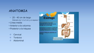 ANATOMIA DEL ESOFAGO.pptx