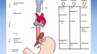 ANATOMIA DEL ESOFAGO.pptx