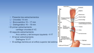 ANATOMIA DEL ESOFAGO.pptx