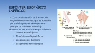 ANATOMIA DEL ESOFAGO.pptx